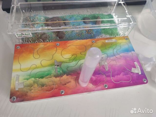 Формикарий (муравьиная ферма) с муравьями