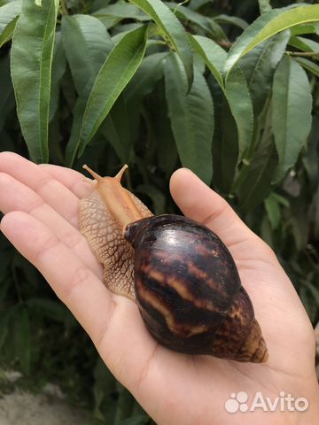 Улитка ахатин 3 месяца