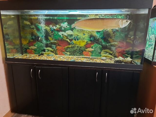Аквариум с рыбками