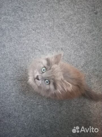 Кошечка с ладошечку