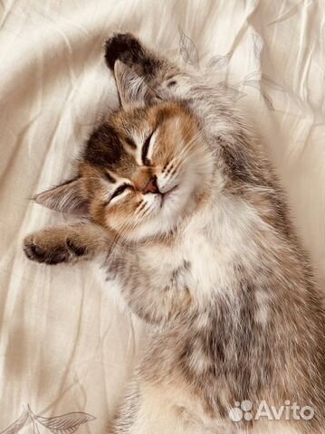 Котята золотая шиншилла