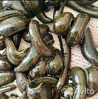 Продам пиявки