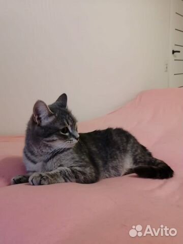 Стерилизованная, привитая Асти ищет дом