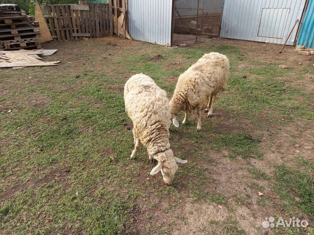 Бараны две ярки
