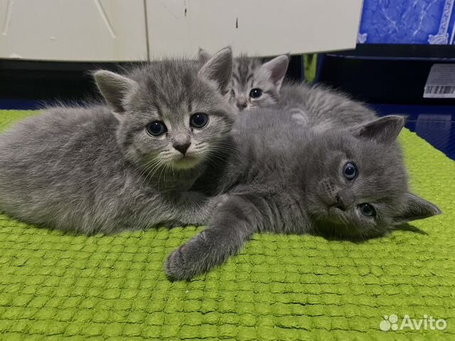 Шотладкские котята