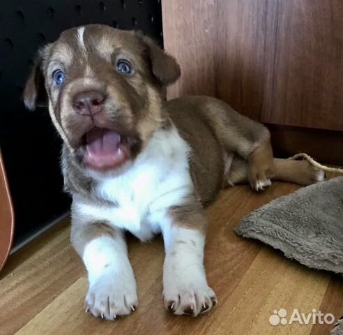 Щеночек домашний 1 мес