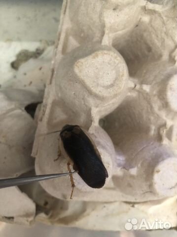 Аргентинские тараканы