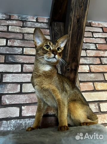 Абиссинский кот на вязку