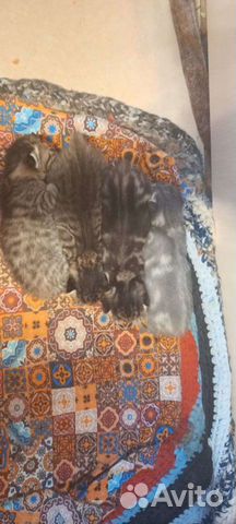 Бенгальские котята