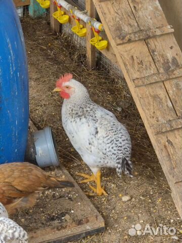 Петухи и куры доминанты