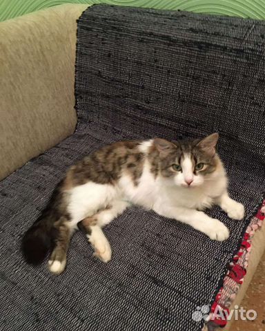 Пушистая кошка