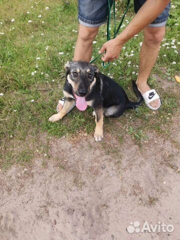 Щенок брошенка