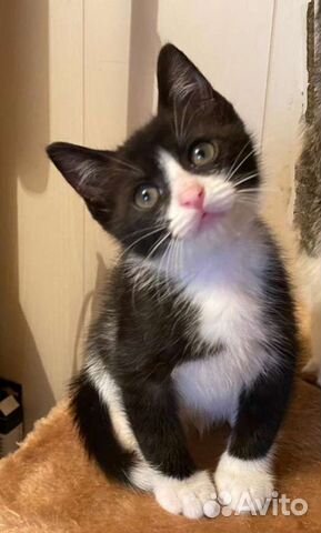 Котенок Маркиза в дар