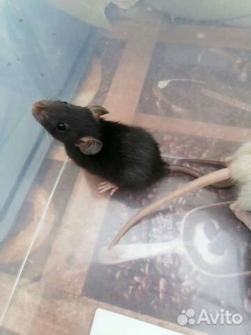 Крысята дамбо