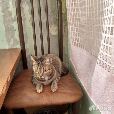 Кошка неизвестной породы