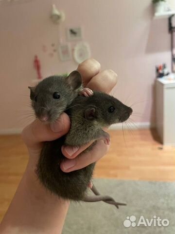 Декоративная крыса