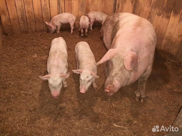 Поросята ландрас + крупная белая