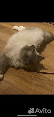 Кошка рэгдолл