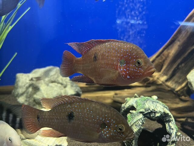 Хромис красавец (пара)