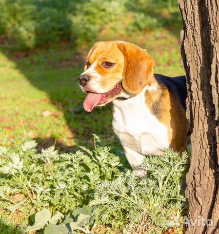 Вязка собак