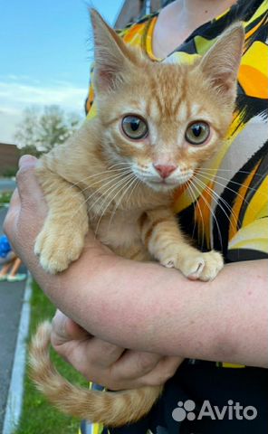 Солнечный котёнок