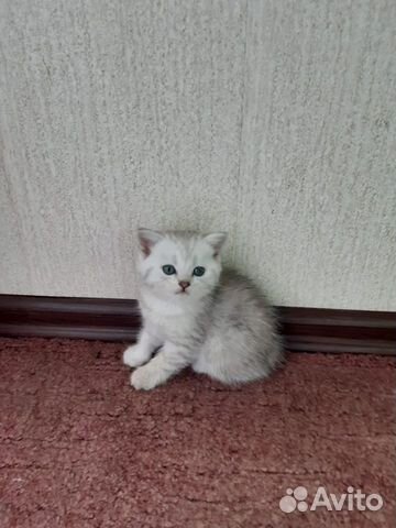 Британский малыш