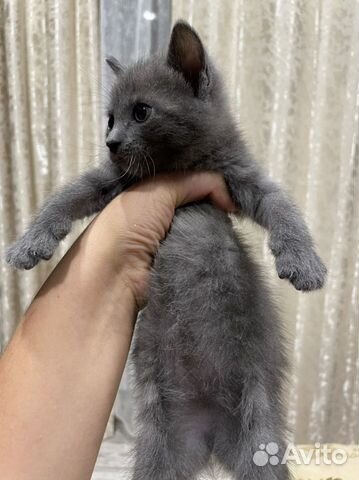 Русская голубая