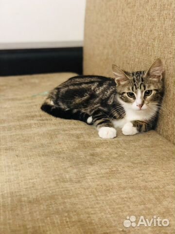 Котенок в добрые руки (мальчик)