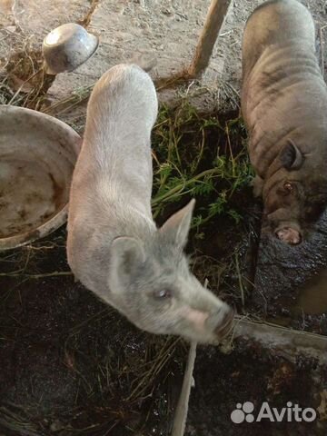 Вьетнамские свиньи