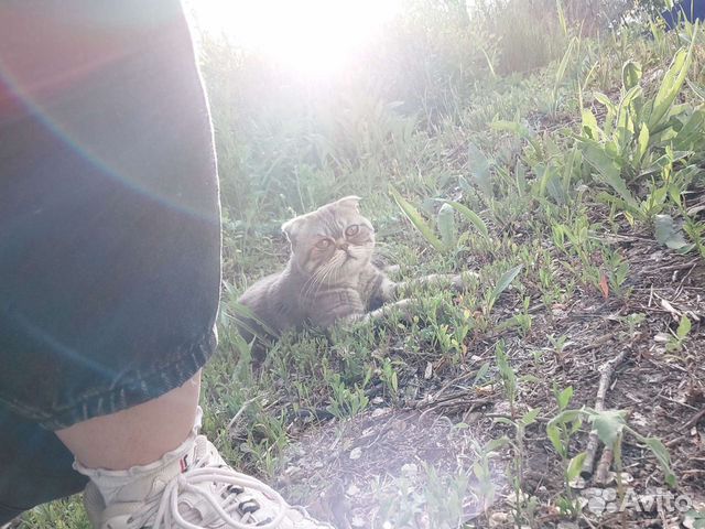 Котёнок экзот