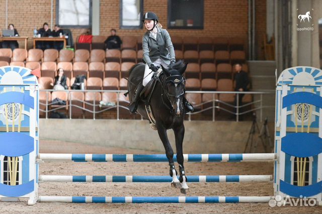 Тракененская кобыла 2015г/р