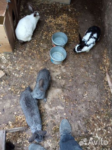 Продам кролей