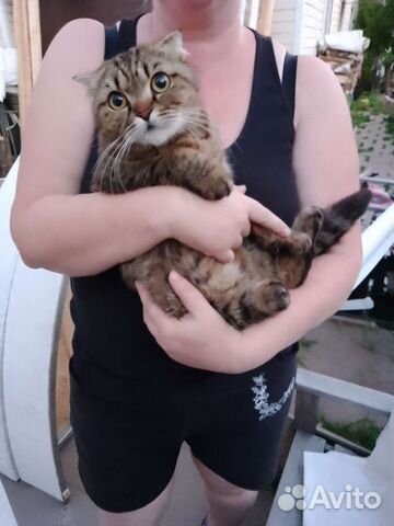 Кошка