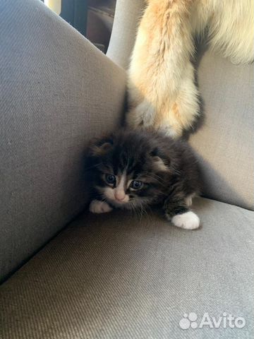 Котята в добрые руки мальчики