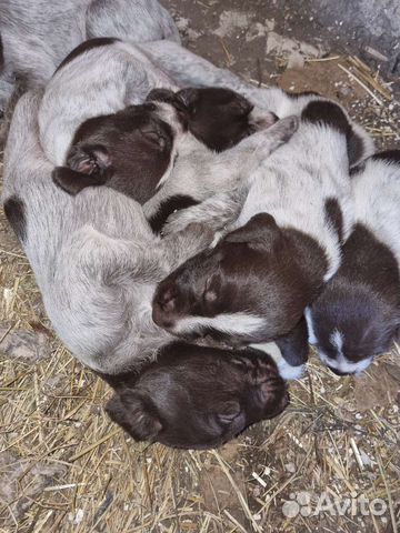 Щенки дратхаара