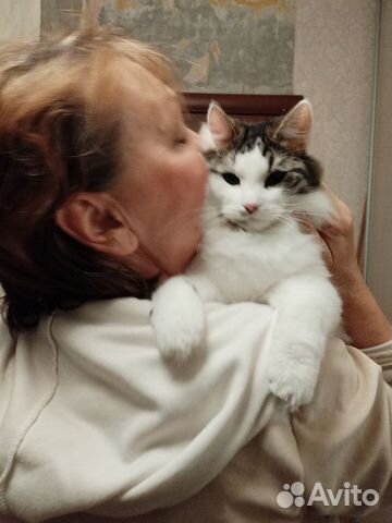 Отдаются две красоты на счастье