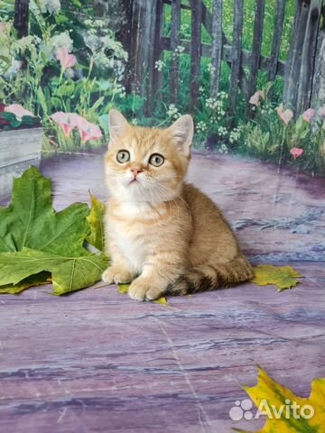 Коротколапый мальчик