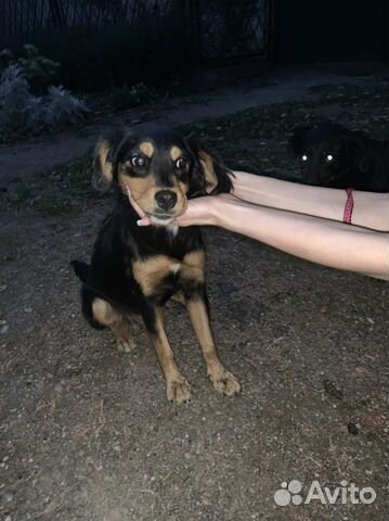 Собака ищет новых или старых хозяев