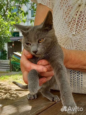 Котик лапочка 4 месяца