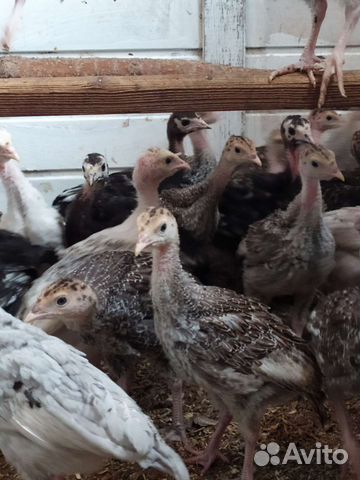 Индюшата подрощенные