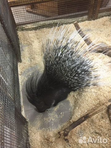 Дикобраз