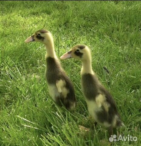 Утята индийский бегунок