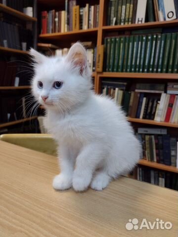 Котенок в добрые руки