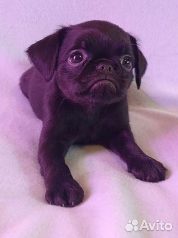 Пти брабансон чёрные малыши