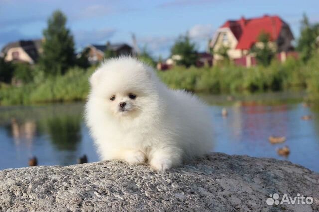 Девочка белая оптика 3 месяца