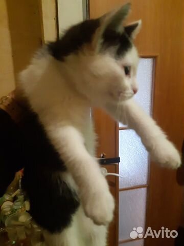 Красивые котята даром