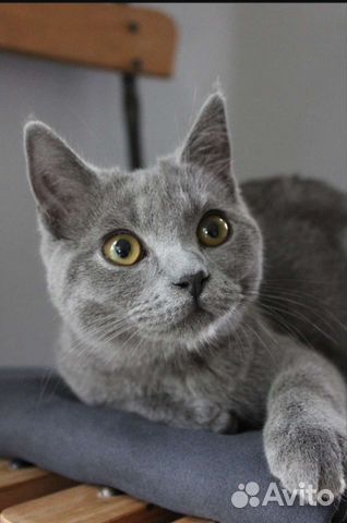 Кот Русская голубая 1 год кастрирован