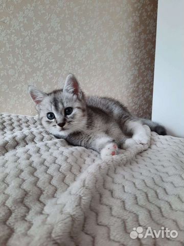 Британский котёнок 2 месяца