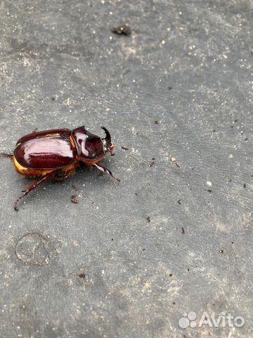 Жук-Носорог