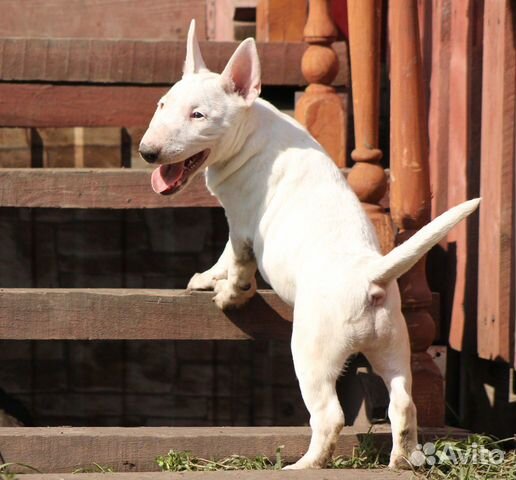 Миниатюрный бультерьер щенки